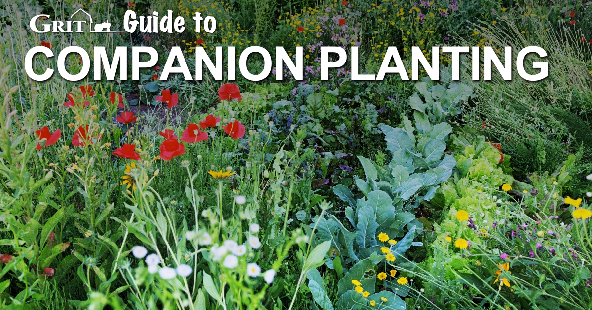 Grit Free Guide: Companion Planting
